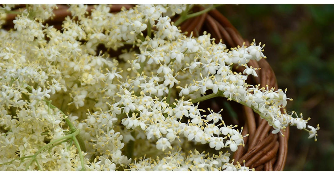 Gyógynövények - Bodza, réti legyezőfű és boldó